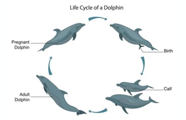 Dolphins Life Cycle: Complete Guide to All Stages