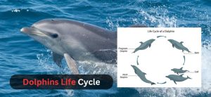Dolphins Life Cycle: Complete Guide to All Stages