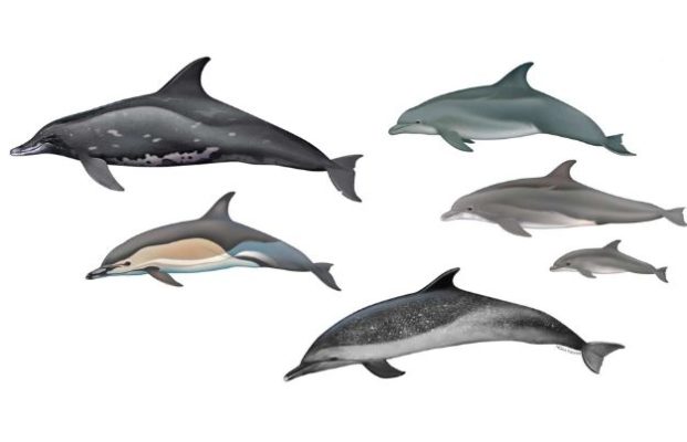 Dolphin Species: A Complete Guide to Types, Rarity, Size.