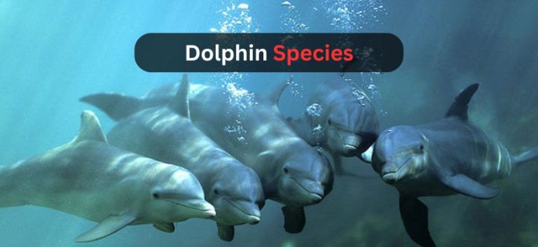Dolphin Species: A Complete Guide to Types, Rarity, Size.