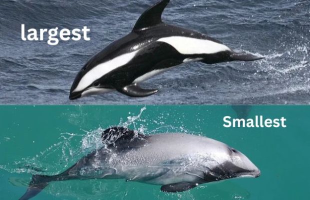 Dolphin Species: A Complete Guide to Types, Rarity, Size.