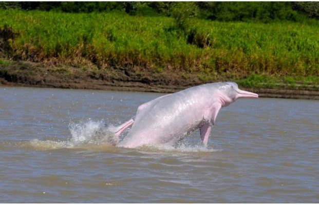 Dolphin Species: A Complete Guide to Types, Rarity, Size.