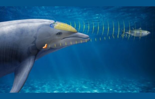 Dolphin Adaptations Explained: How Dolphins Thrive in Ocean.
