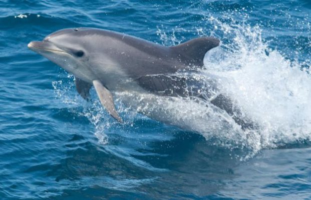 Dolphins Life Cycle: Complete Guide to All Stages