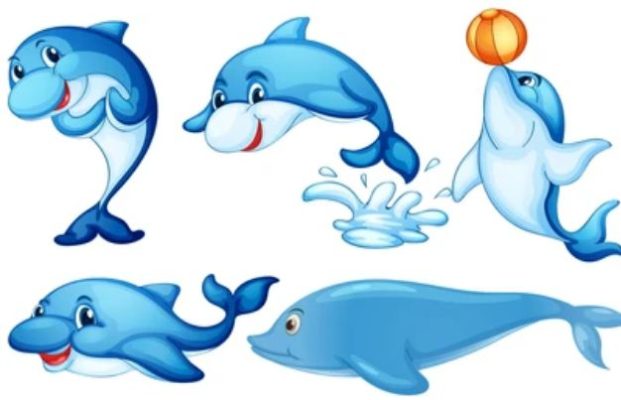 Dolphin Physical Appearance: A Deep Dive into Their Unique Traits