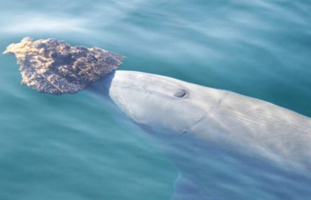 How Clever Are Dolphins? A Deep Dive into Their Intelligence