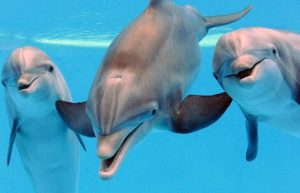 How Clever Are Dolphins? A Deep Dive into Their Intelligence