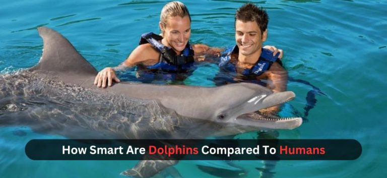 How Smart Are Dolphins Compared to Humans? A Scientific Look at Dolphin ...