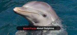 22 Weird Facts About Dolphins Every Ocean Lover Should Know