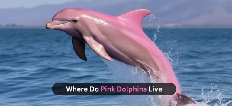 Where Do Pink Dolphins Live? Exploring the Amazon River Habitat of ...