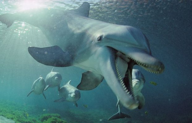 What Animals Do Dolphins Eat? Diet Facts & Feeding Habits