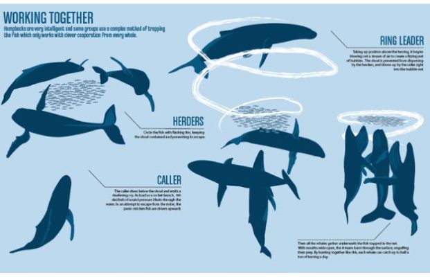 What Animals Do Dolphins Eat? Diet Facts & Feeding Habits