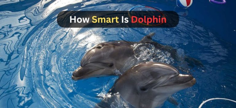 How Smart Is Dolphin? Uncovering Dolphin Intelligence