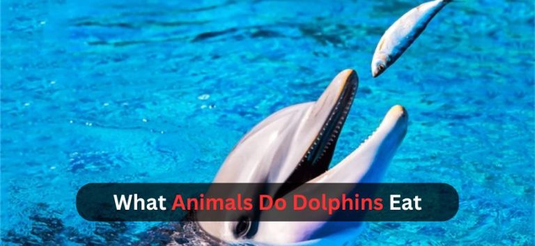 What Animals Do Dolphins Eat? Diet Facts & Feeding Habits